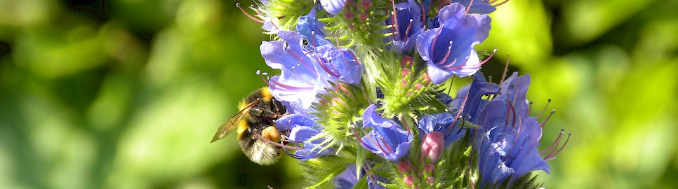 Best Midsummer Wildflowers