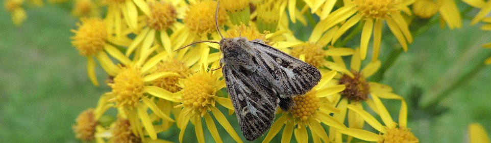 The Moths in your Garden